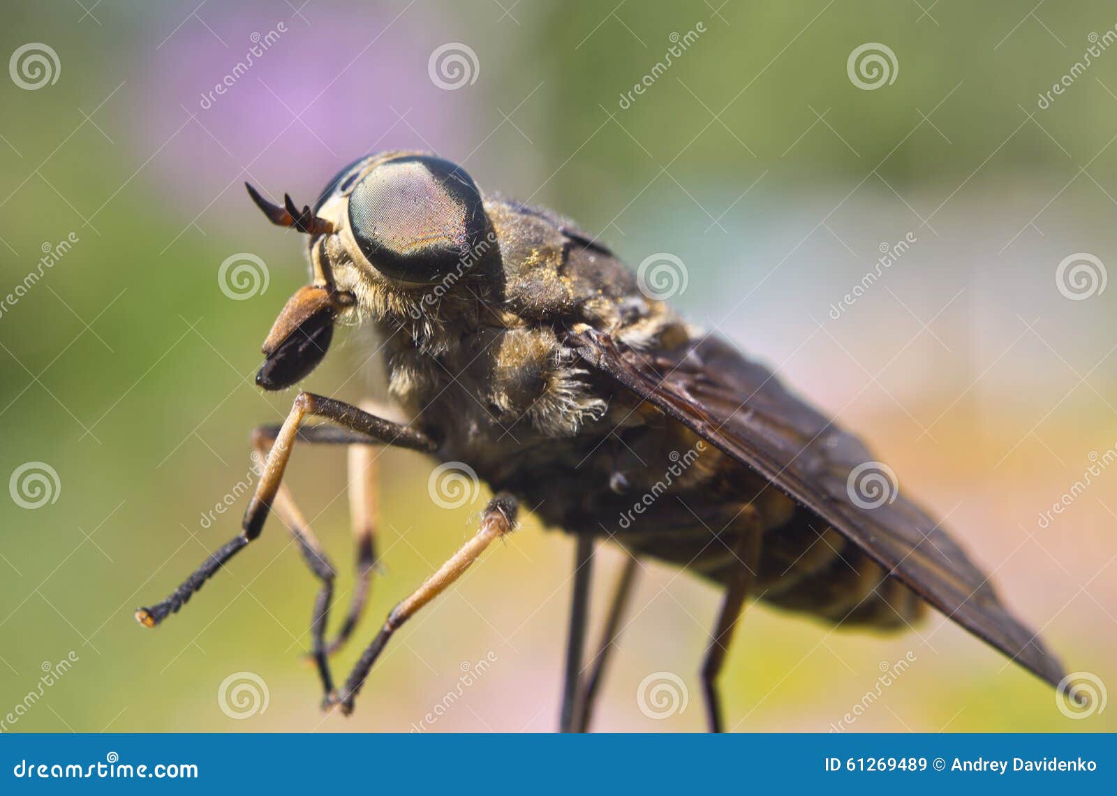 Paardevlieg - Gevaarlijk Insect Stock Afbeelding - Image of hoofd ...