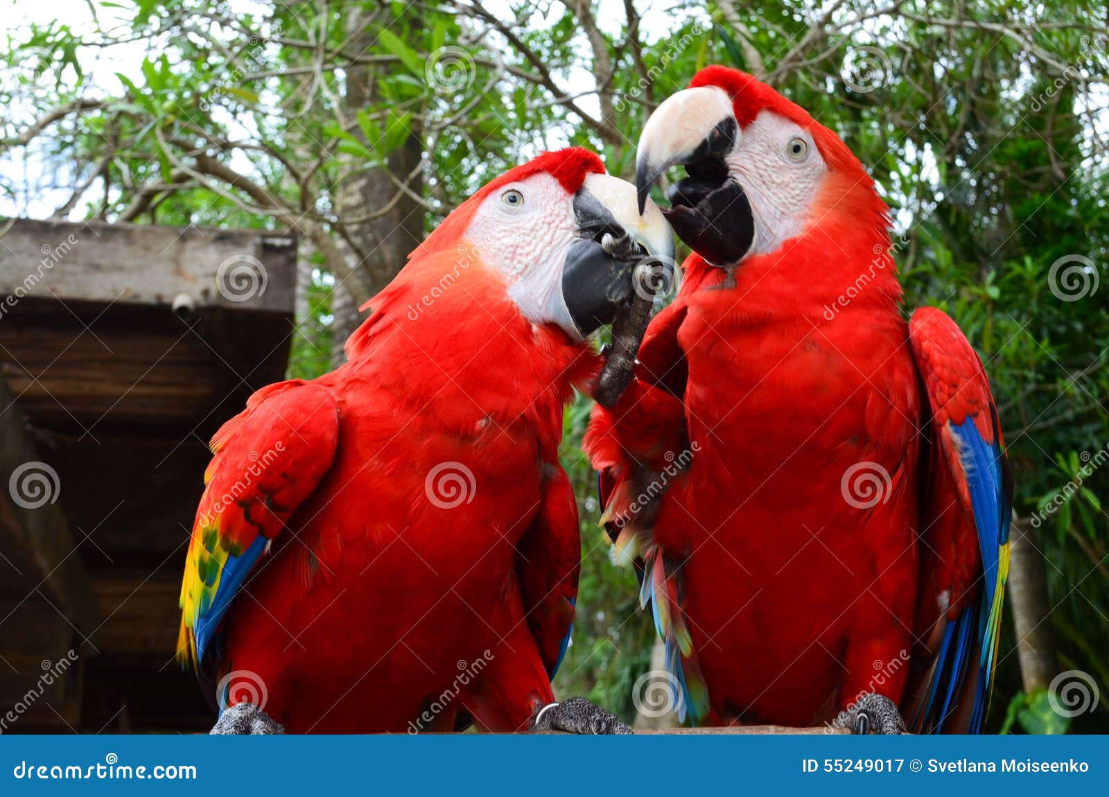 Paare des Papageien stockbild. Bild von mündung, zwei - 55249017