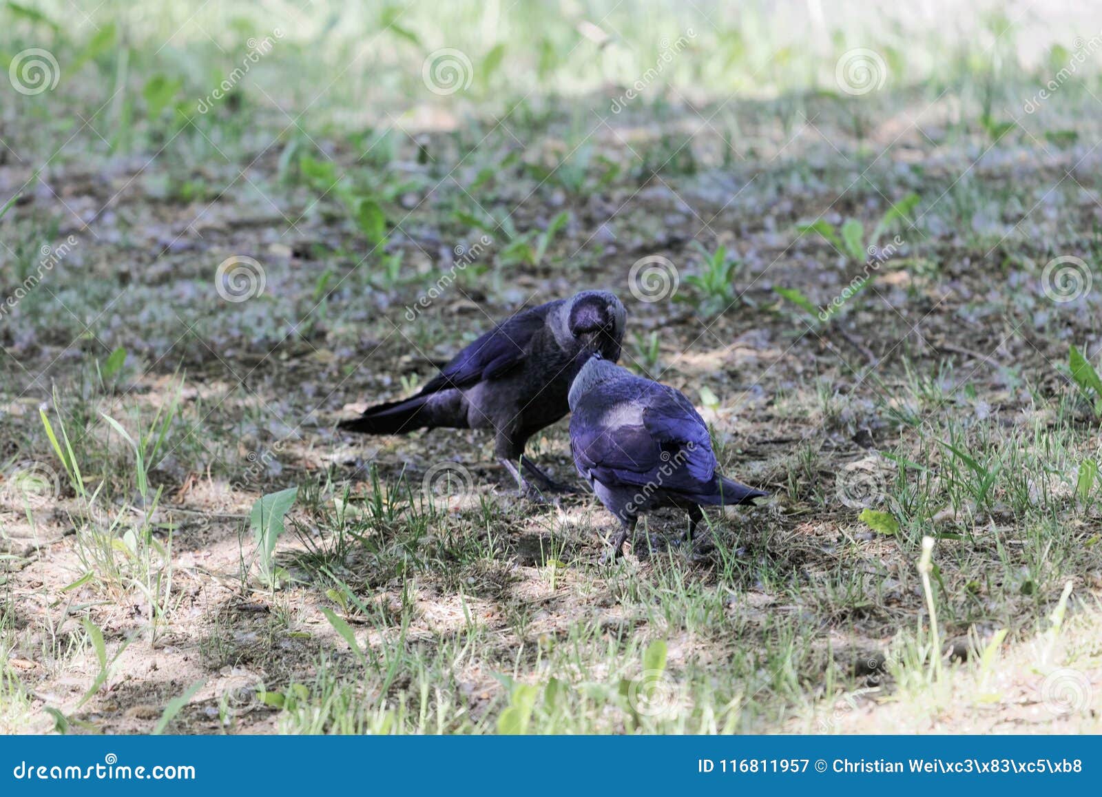 Paare Dohlen Coloeus-monedula Stockbild - Bild von corvus, fauna: 116811957