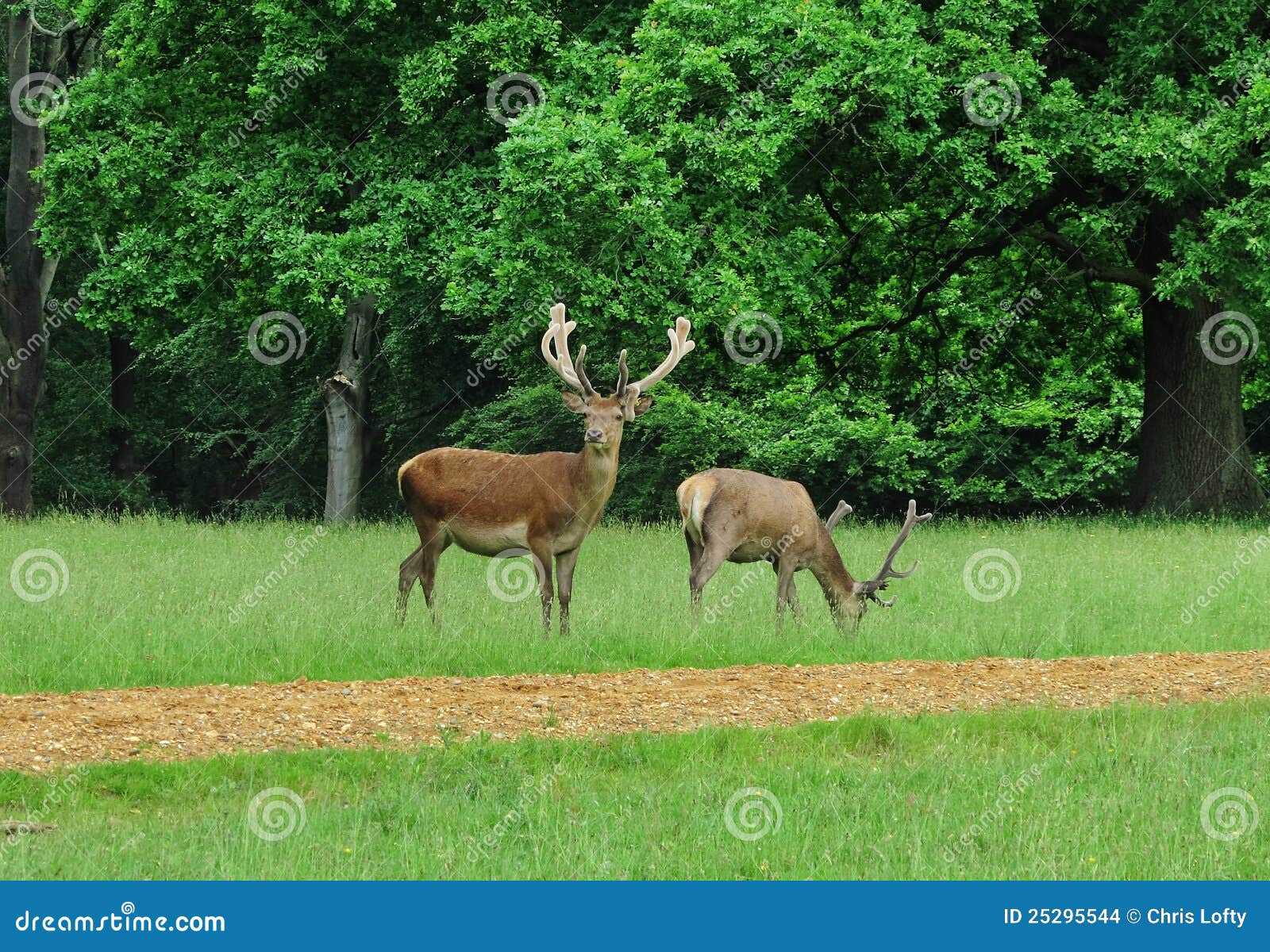 Paare Rote Rotwild-Hirsche in Einem Englischen Park Stockfoto - Bild ...