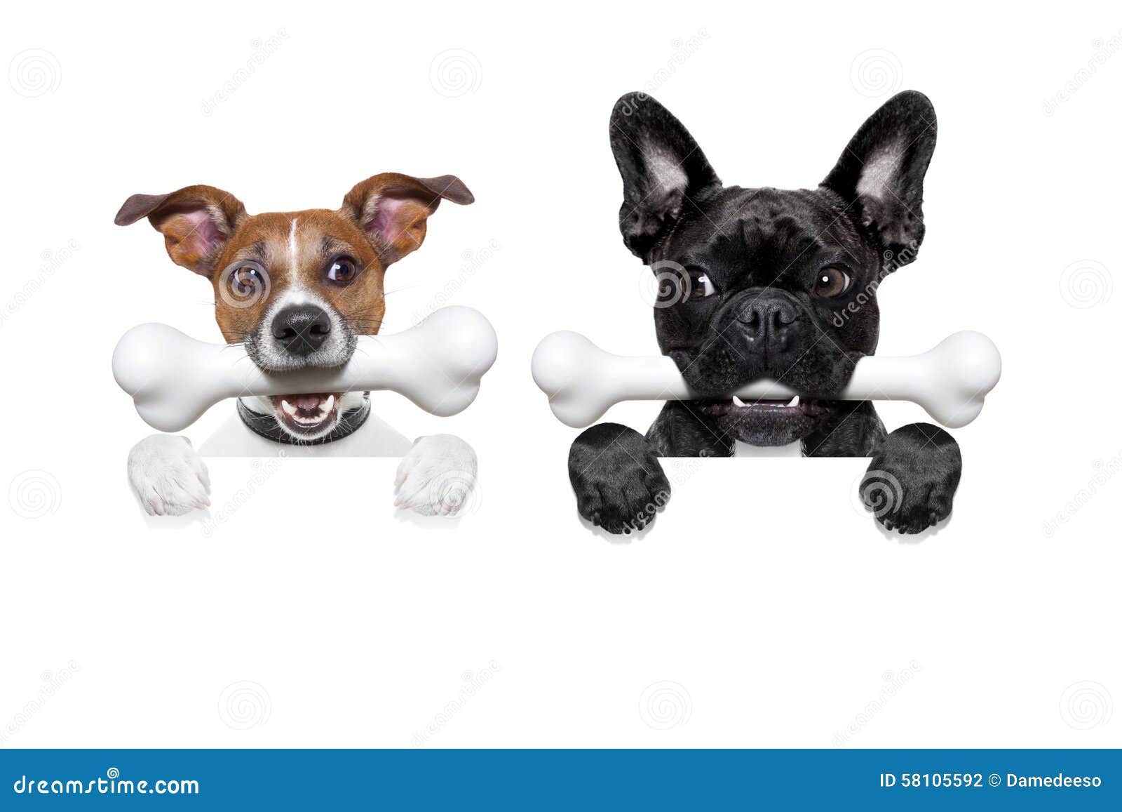 Paare Von Hunden Mit Den Knochen Stockfoto - Bild von nahrung ...