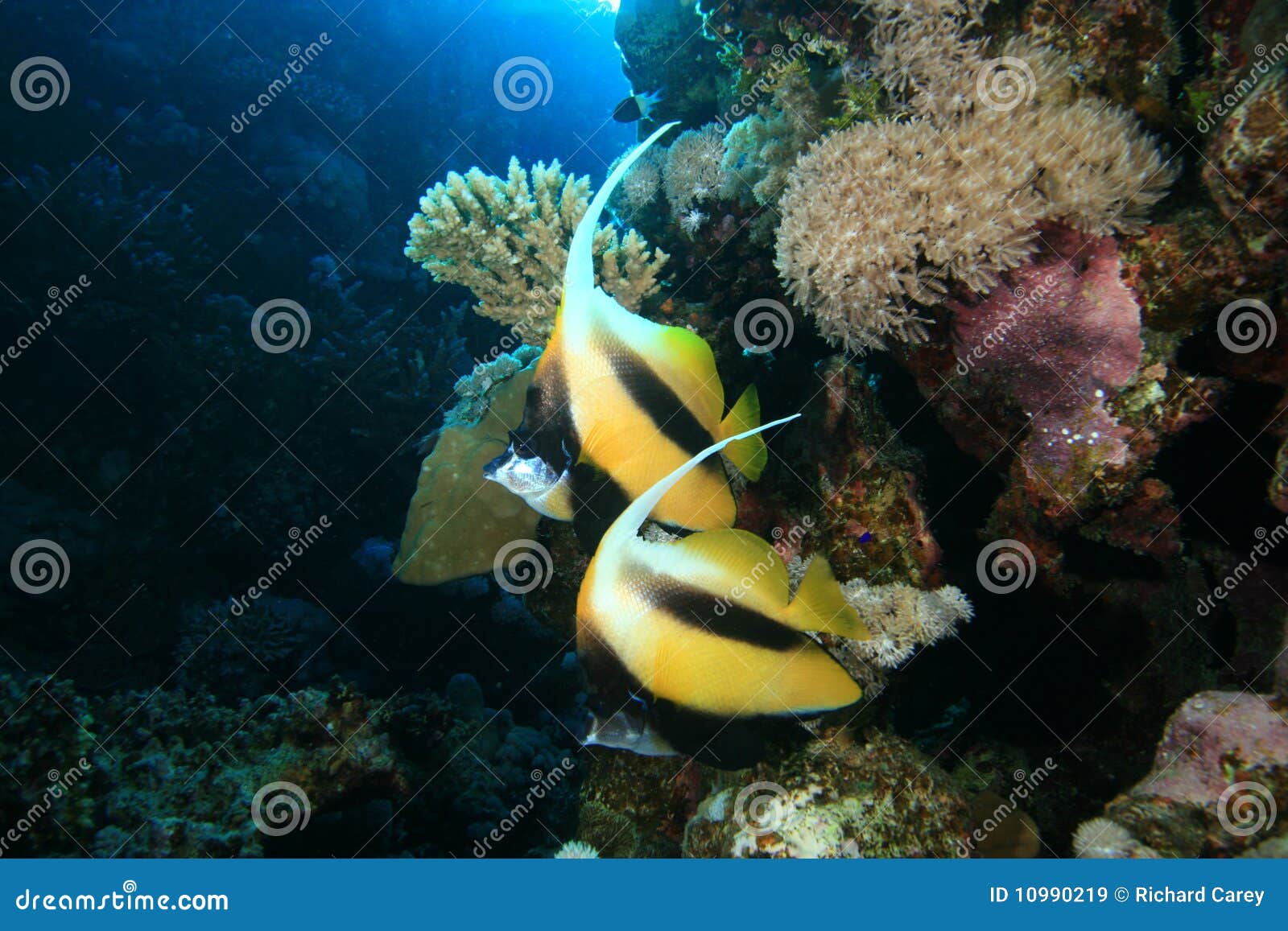 Paare Von Rotem Meer Bannerfish Stockbild - Bild von tropisch, paar ...
