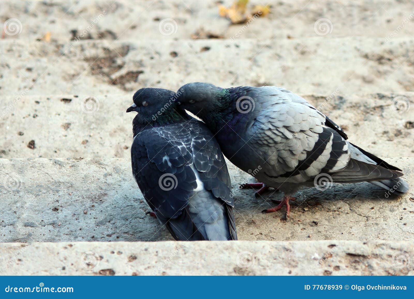Paare Von Tauben Beim Lieben Stockbild - Bild von tier, taube: 77678939