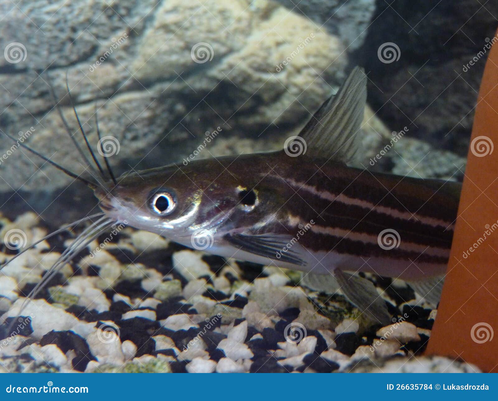 Pabda fish stock photo. Image of fishing, pabo, gangase - 26635784