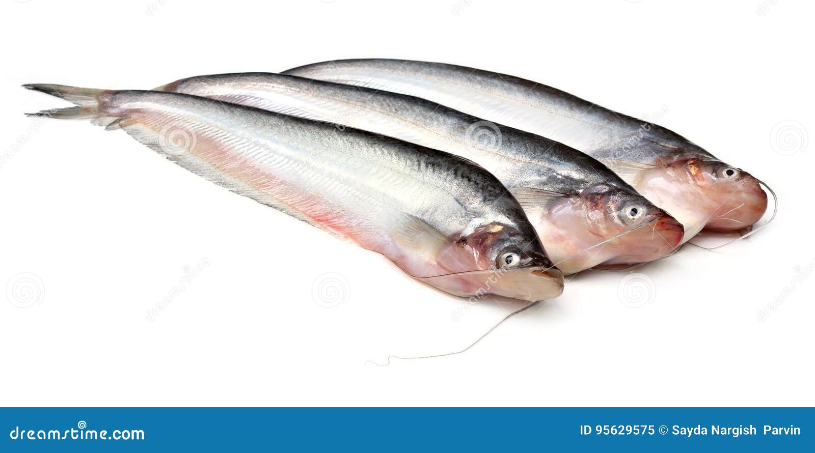 Pabda fish stock image. Image of cuisine, festive, bangladesh - 95629575