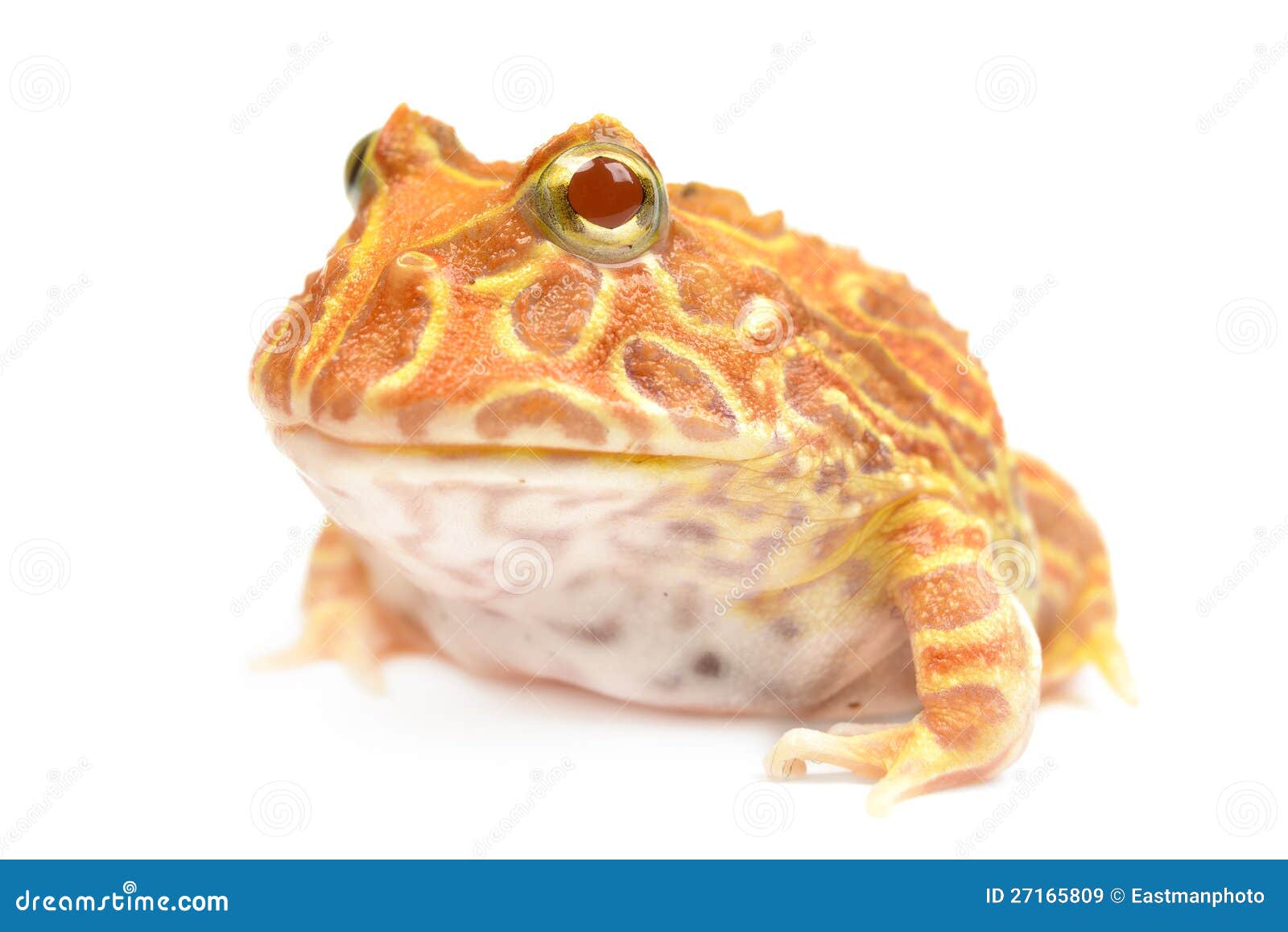 Pac man frog - verecourses