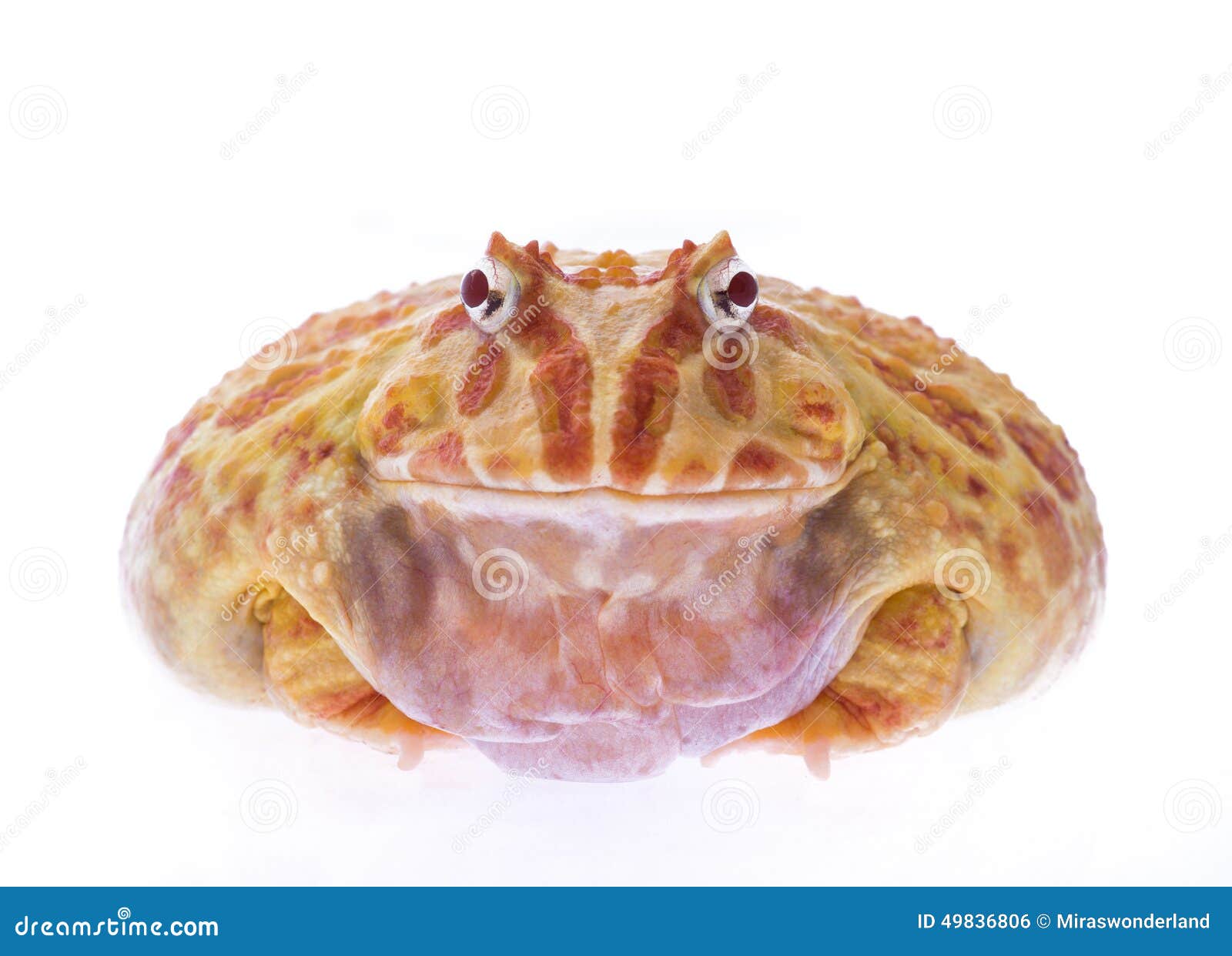 Pac Man Frog Stock Photo - Image: 49836806