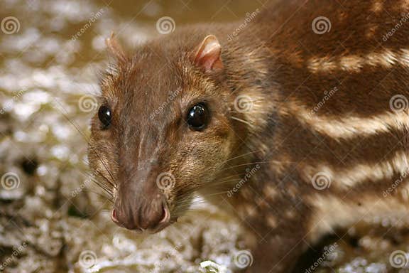 Paca stock photo. Image of animal, outdoor, alert, rodent - 1215548