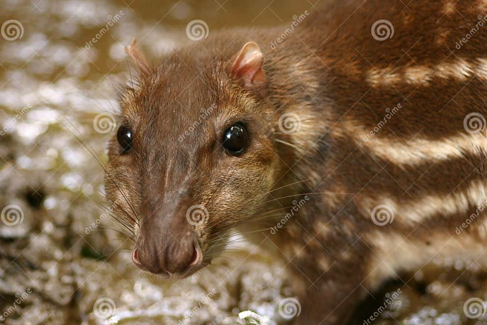 Paca stock photo. Image of animal, outdoor, alert, rodent - 1215548