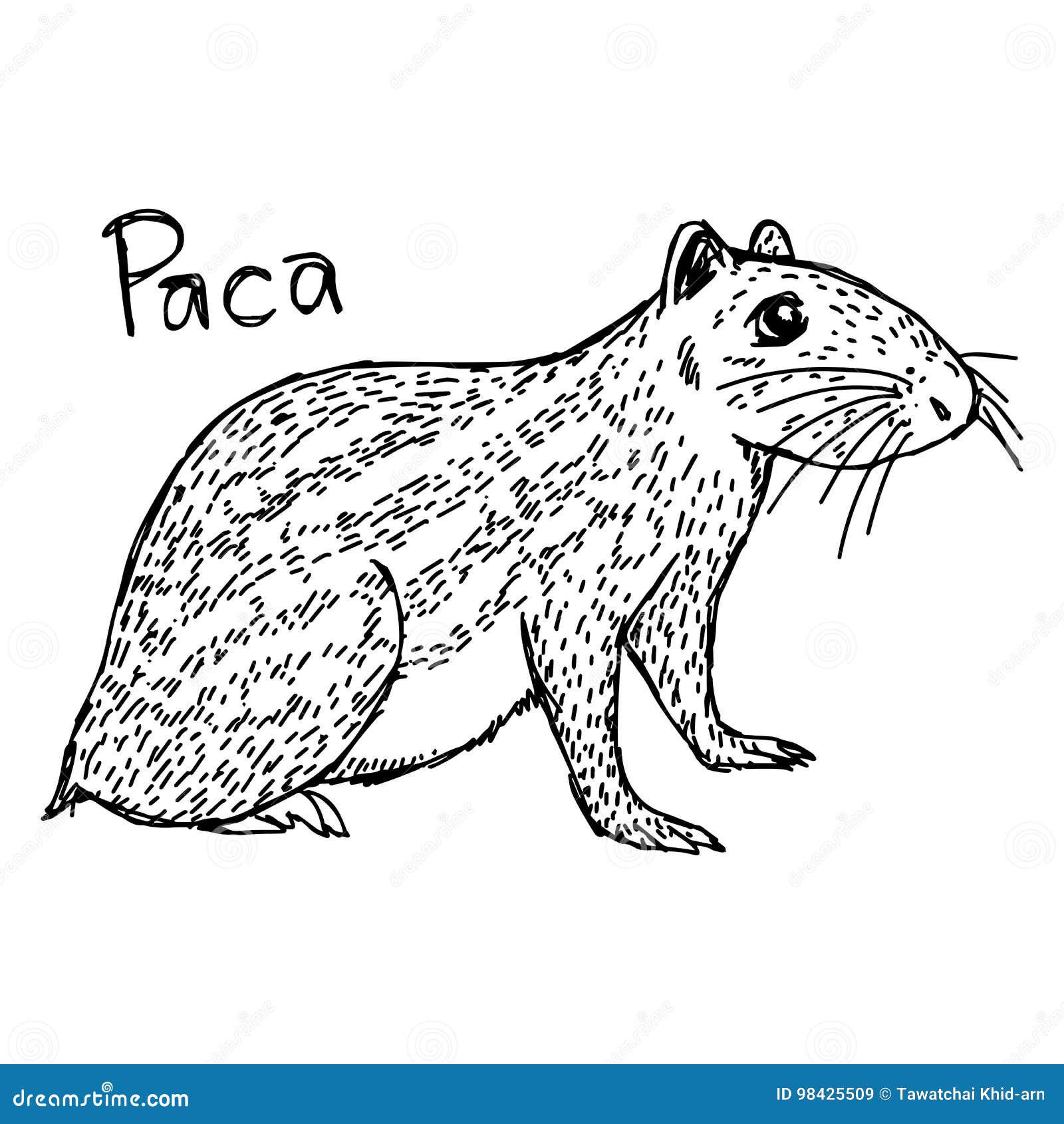 Paca - Vector Illustration Sketch Hand Drawn With Black Lines, I ...