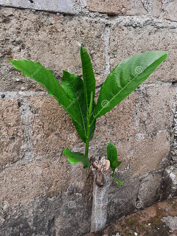 Pace Tree Shoots Grow between the Parapets Stock Image - Image of crop ...