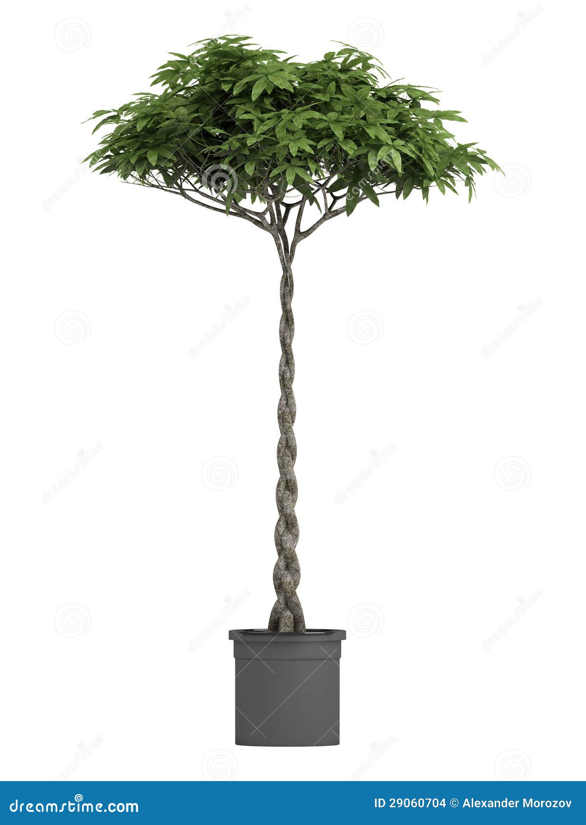 Pachira Cartoons, Illustrations & Vector Stock Images - 39 Pictures to download from ...