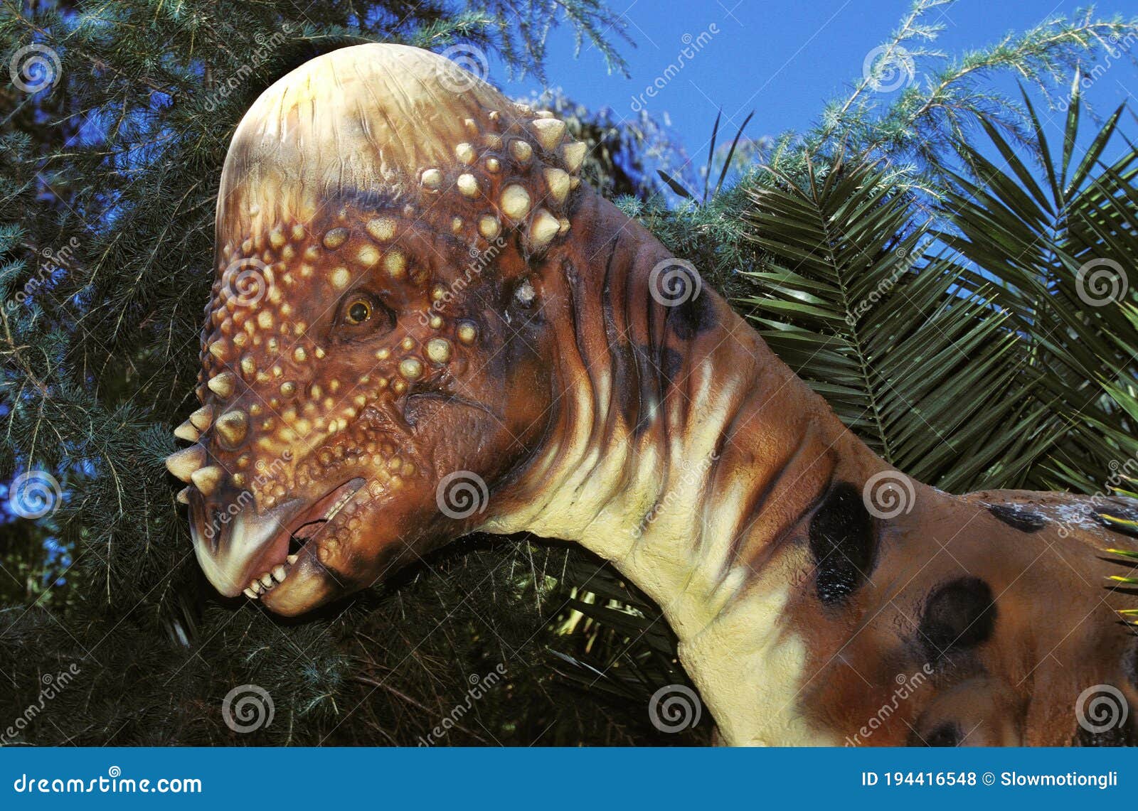 PACHYCEPHALOSAURUS stock photo. Image of portrait, profile - 194416548