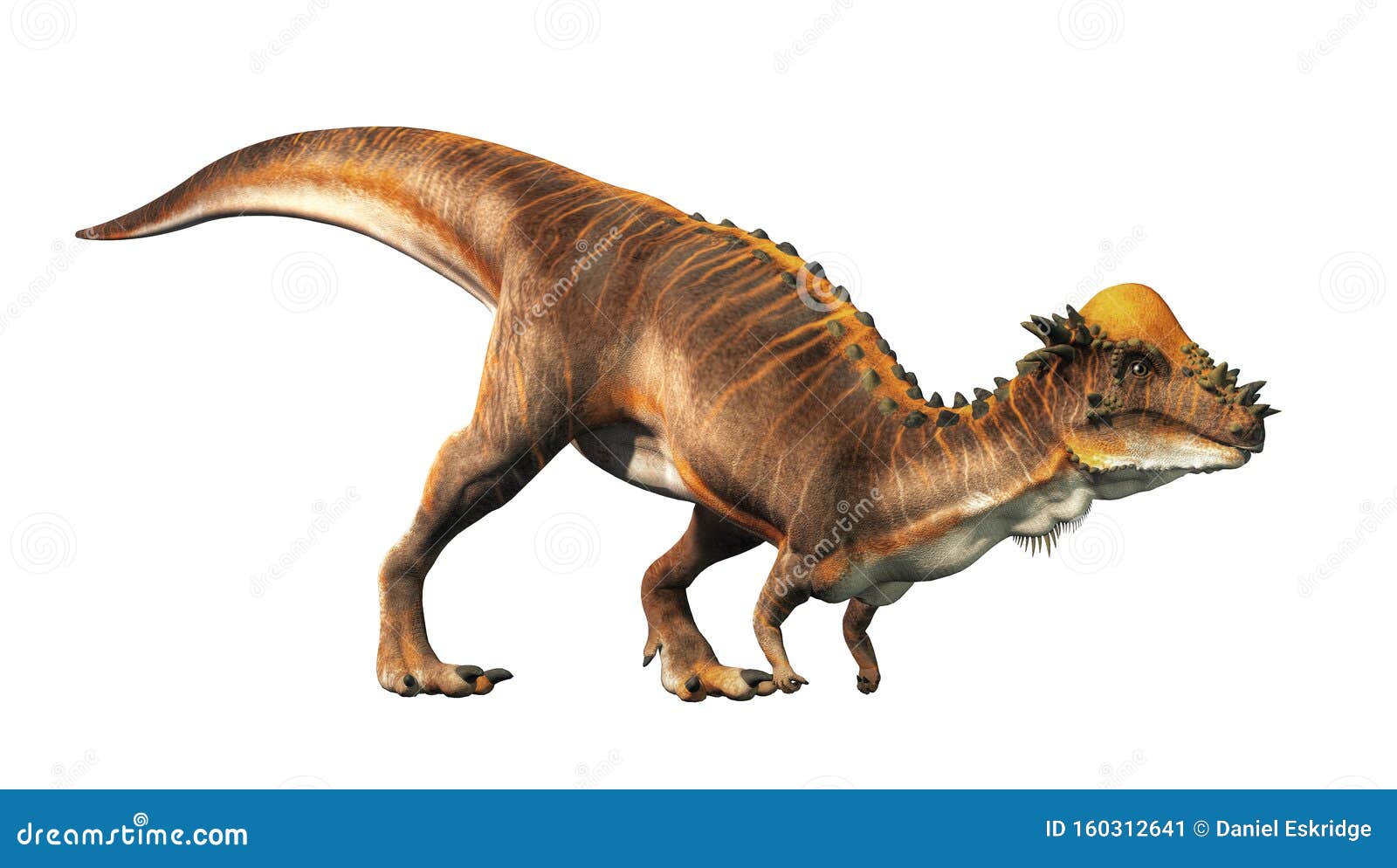Pachycephalosaurus Skull Stock Illustrations – 61 Pachycephalosaurus ... Pachycephalosaurus Skull Stock Illustrations – 61 Pachycephalosaurus ...