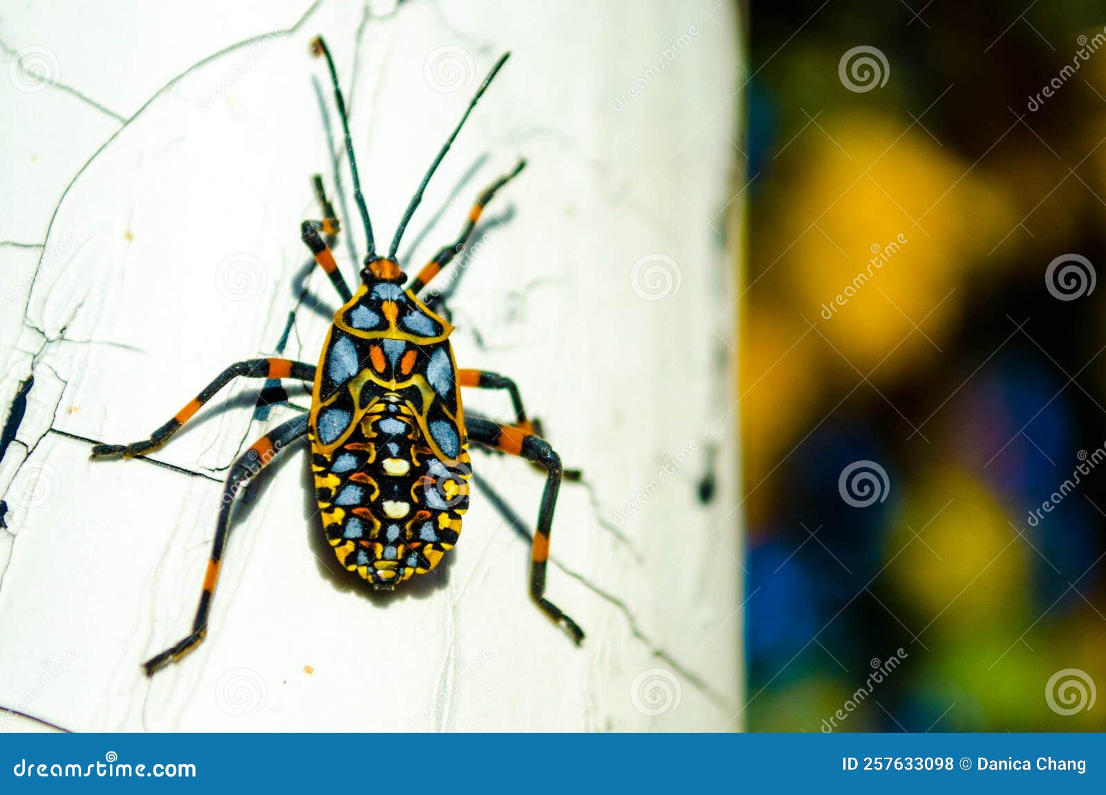 Pachylis Hector De Hojas De Bicho Ninfa Foto de archivo - Imagen de ...