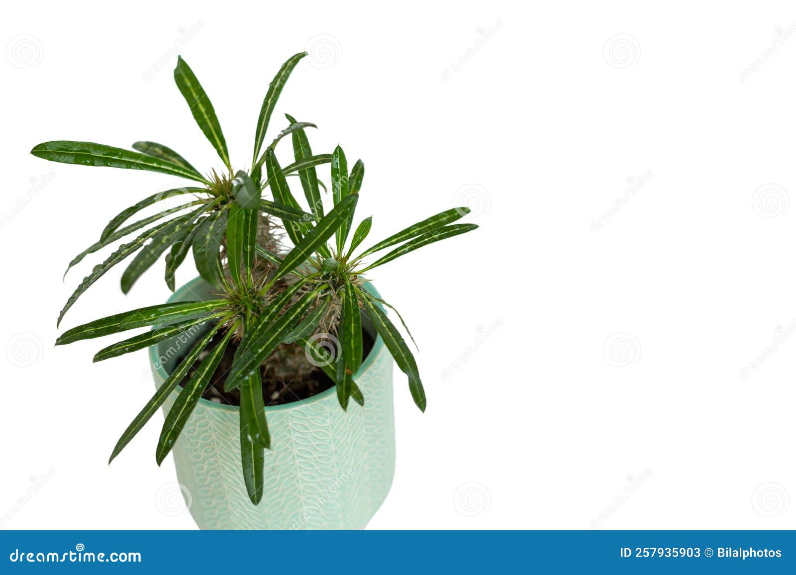 Pachypodium Madagascar Palm High Angle View on a White Isolated ...