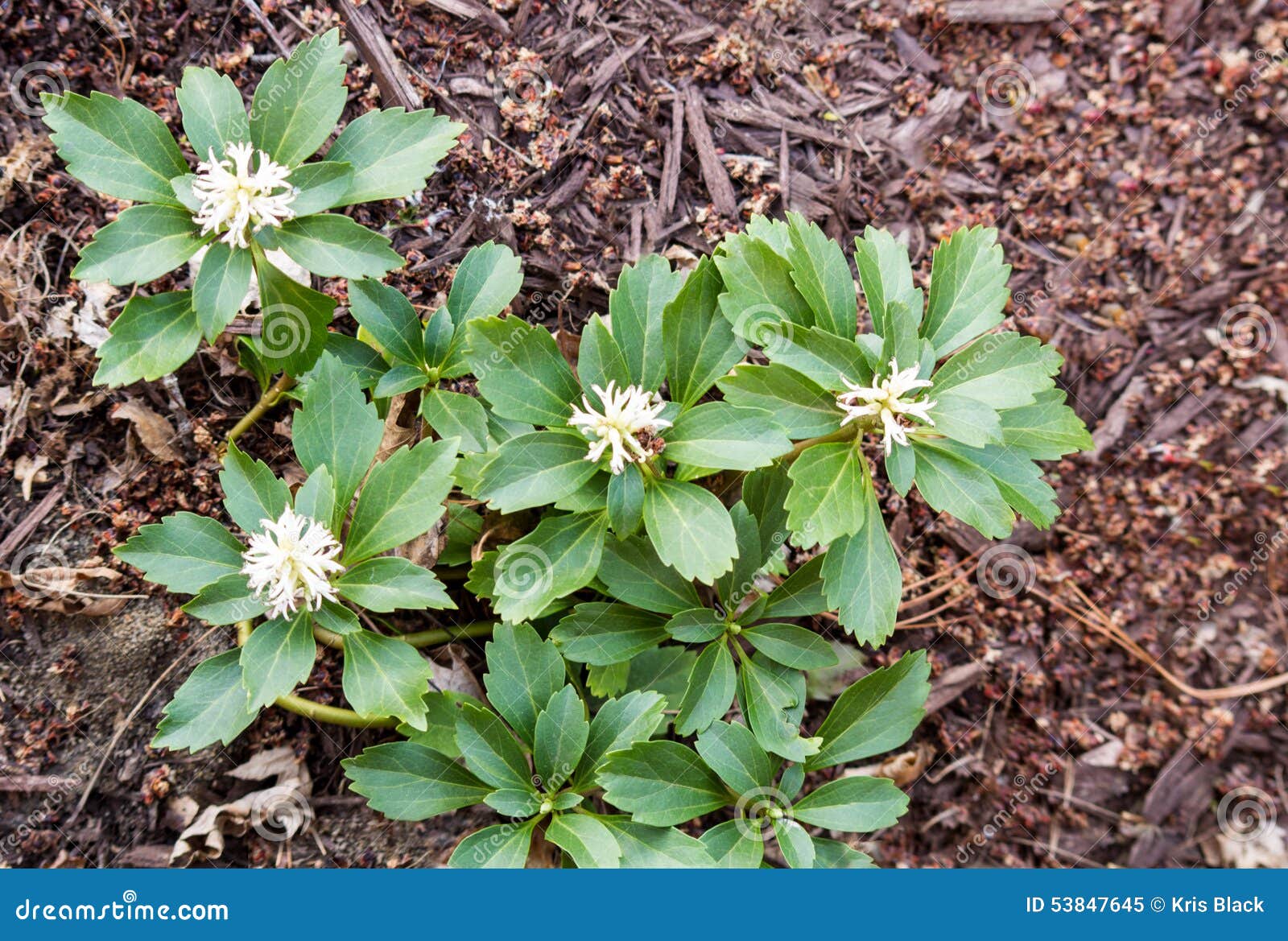 Pachysandra Blooming in Spring Stock Image - Image of cover, flower ...