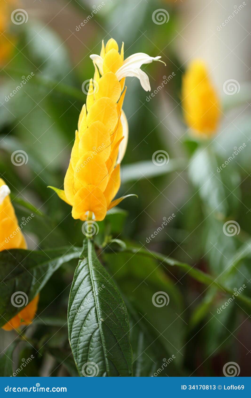 Pachystachys lutea stock image. Image of shrimp, isolated - 34170813
