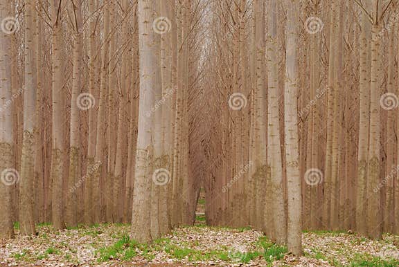Pacific Albus Forest stock photo. Image of renewable - 23210806