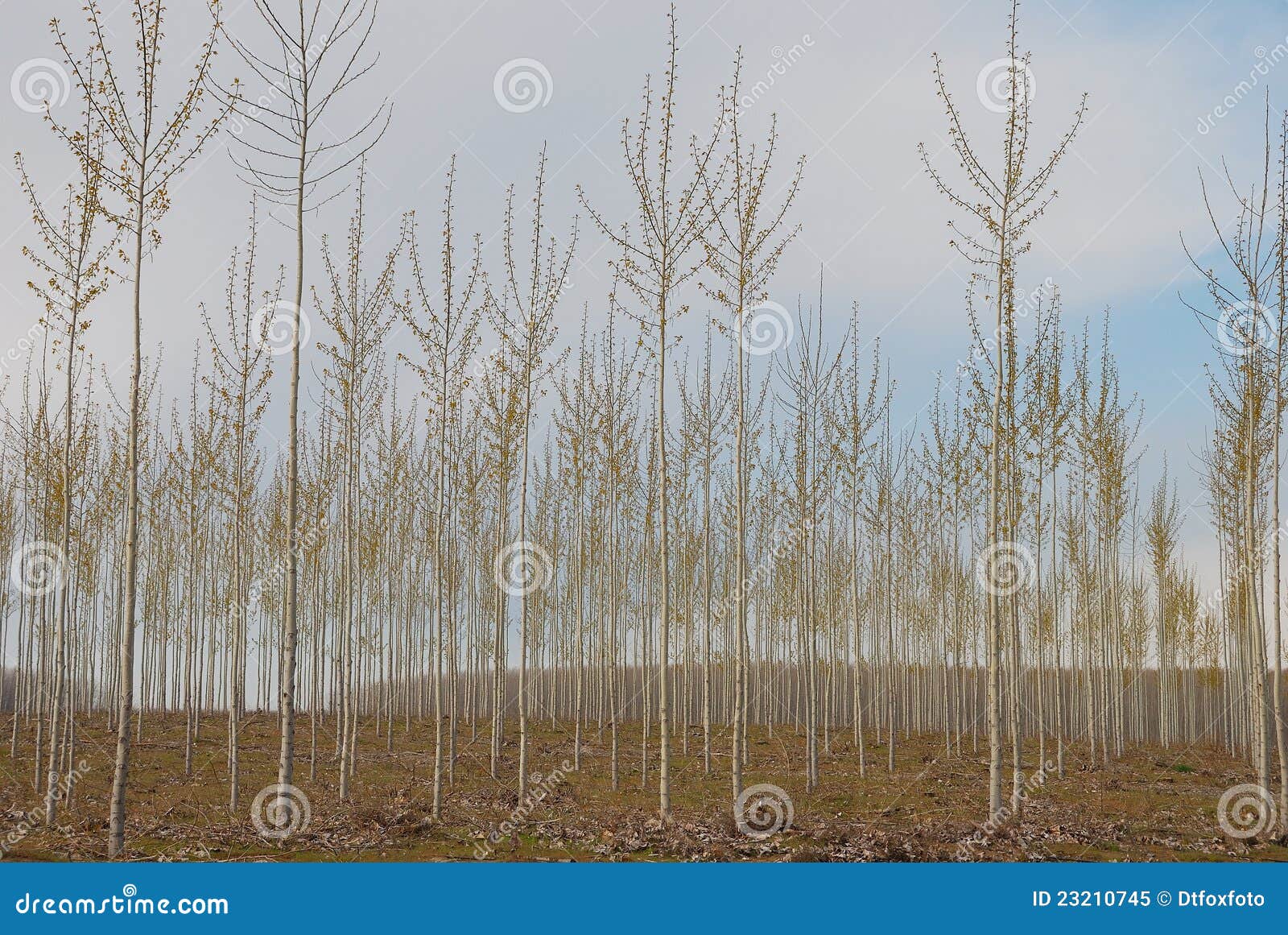 Pacific Albus Young stock image. Image of shapes, albus - 23210745