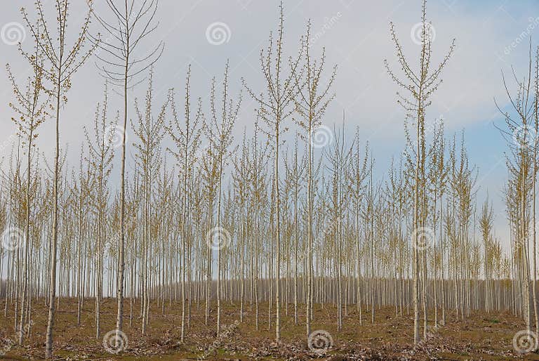 Pacific Albus Young stock image. Image of shapes, albus - 23210745