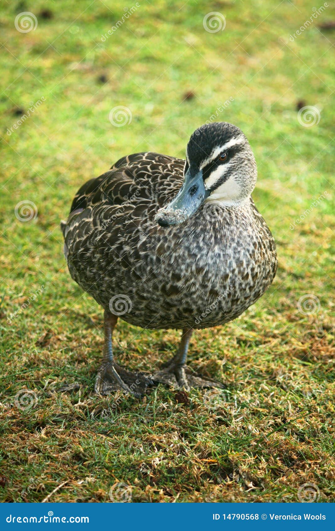 Pacific Black Duck stock photo. Image of bird, black - 14790568