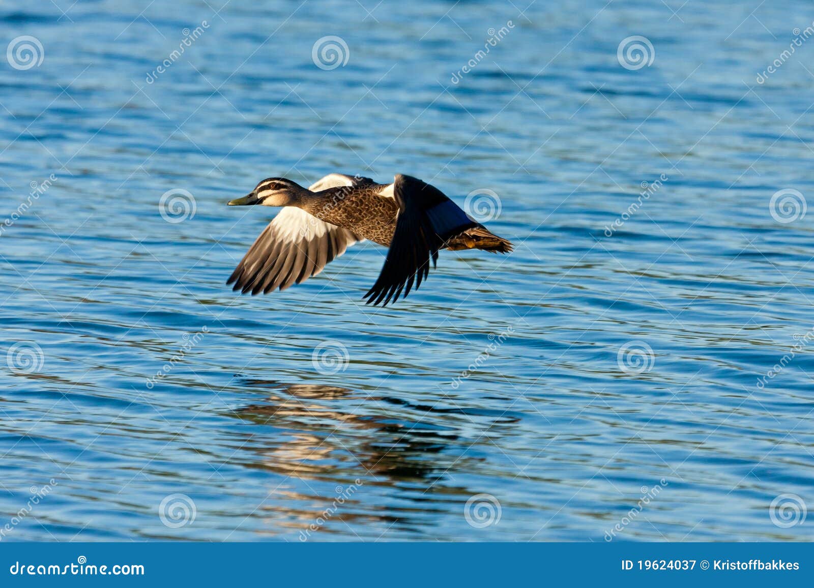 Pacific Black Duck stock image. Image of numerous, animal - 19624037