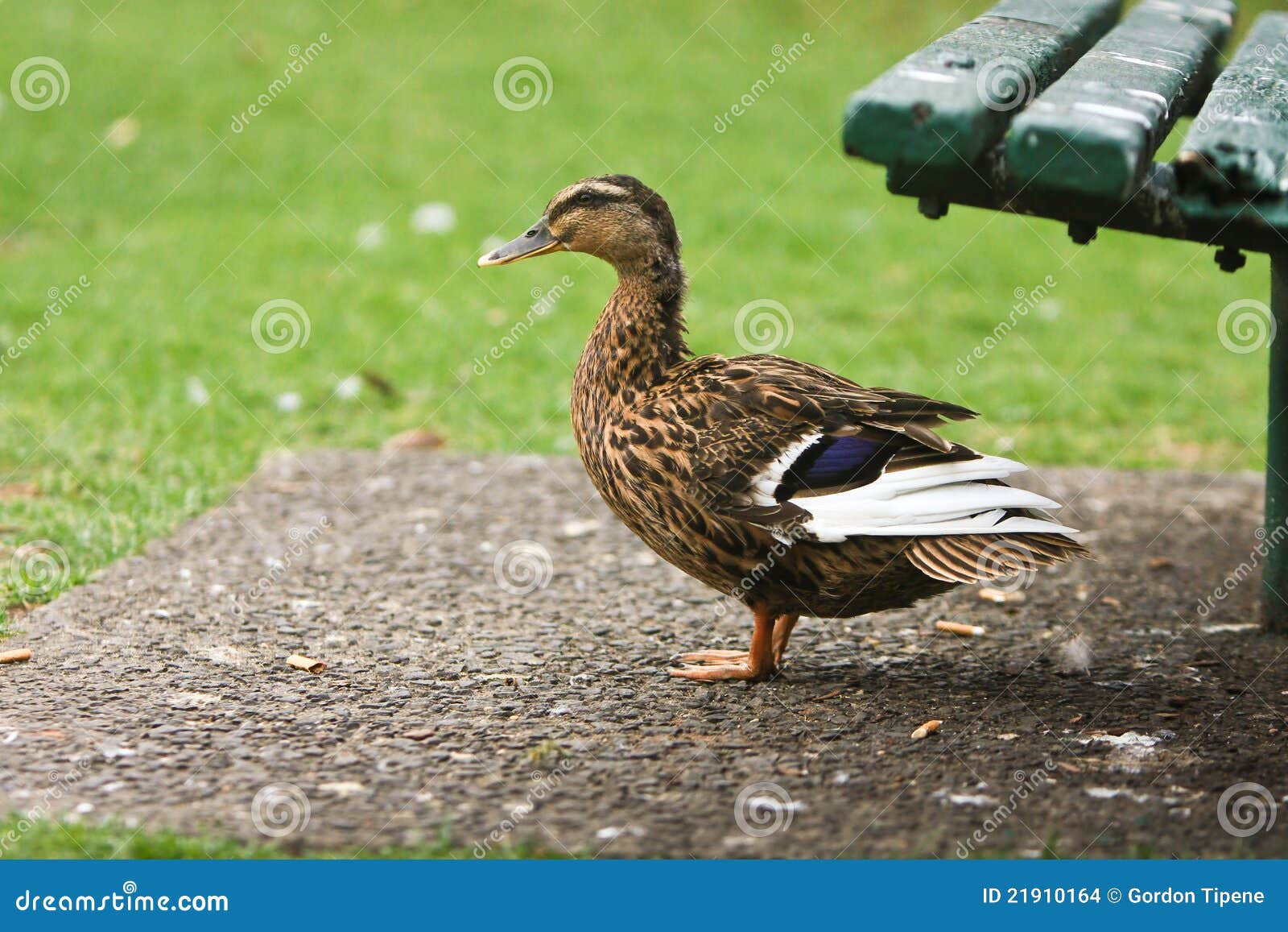 Pacific Black Duck Under Park Bench Stock Photo - Image of animal ...