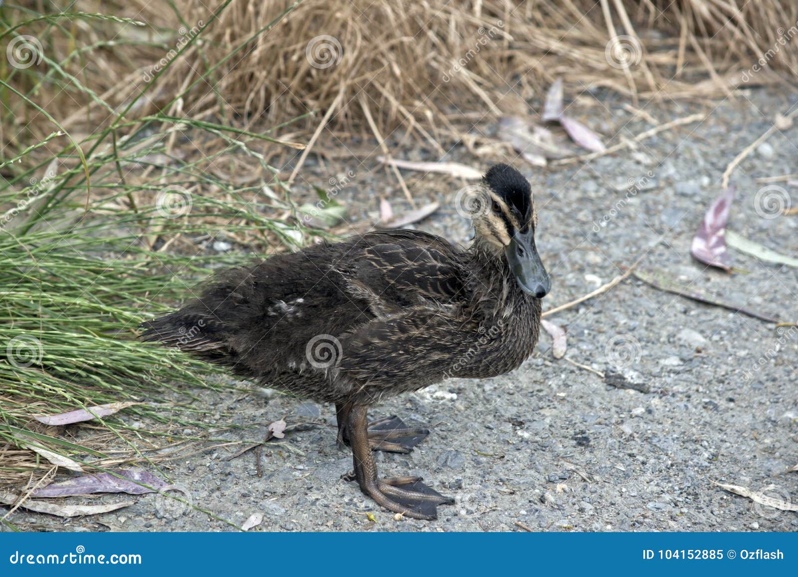 Pacific black duckling stock image. Image of bird, brown - 104152885