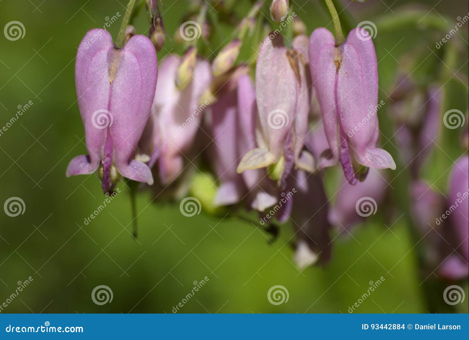 Pacific Bleeding Heart stock photo. Image of heart, oregon - 93442884