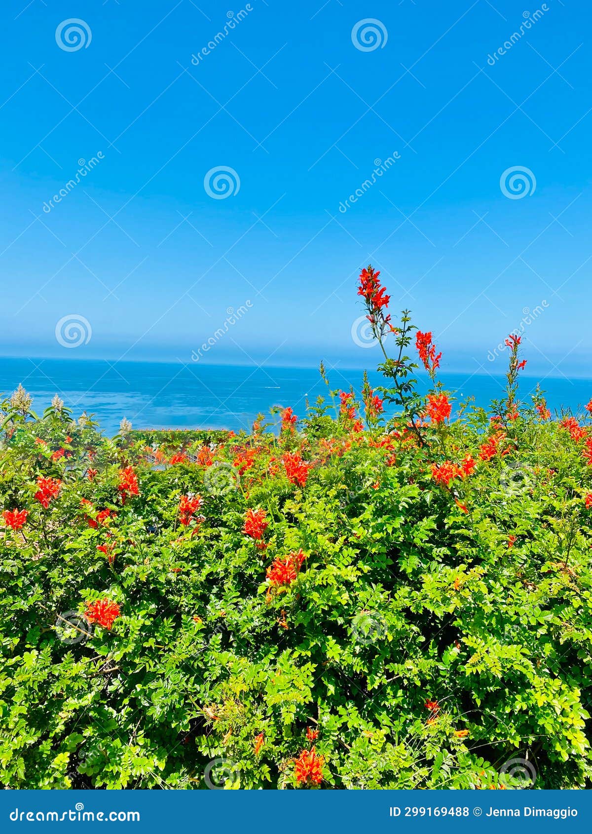 Pacific Bloom: Overlooking the Ocean with Red Flowers in Foreground ...