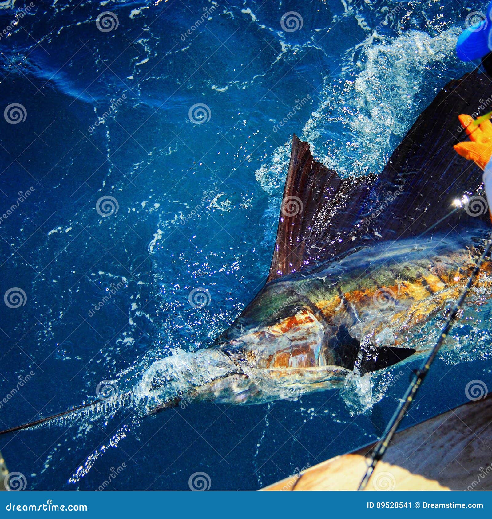 Pacific Blue Marlin tagged stock image. Image of angling - 89528541