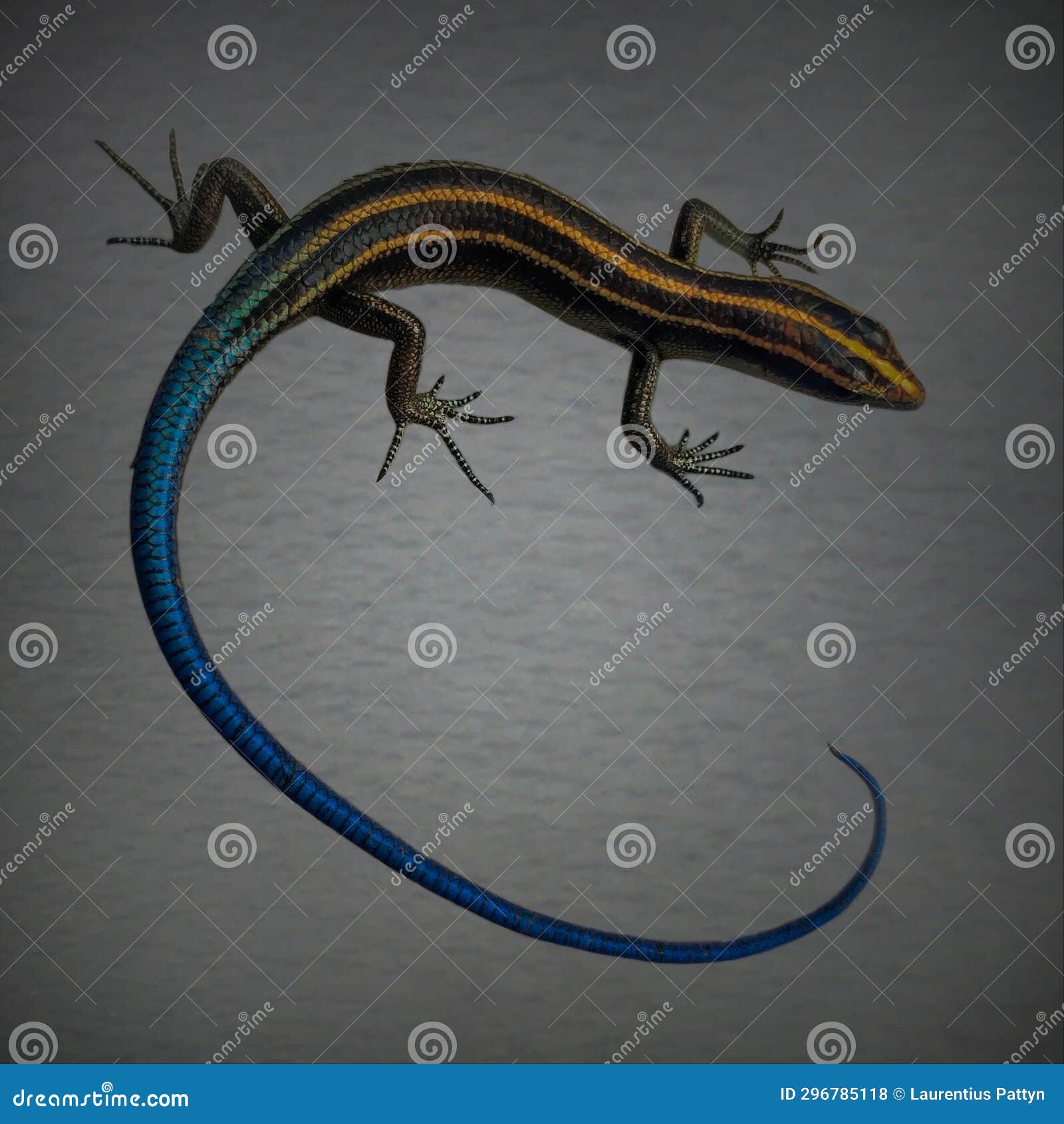 Pacific Bluetail Skink Isolated on Gray Blur Stock Photo - Image of ...