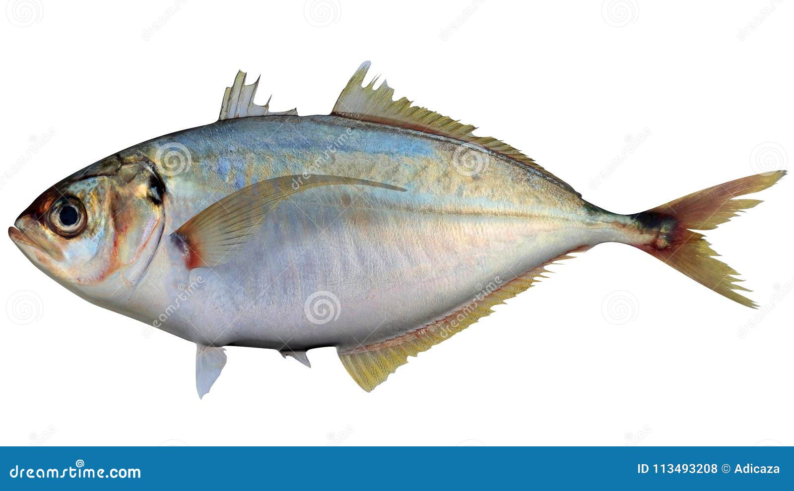 Pacific Bumper stock illustration. Illustration of file - 113493208