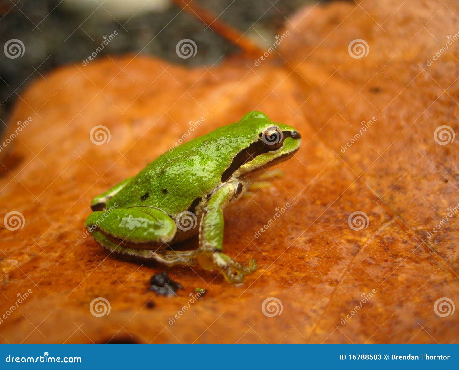 Pacific Chorus Frog (Pseudacris Regilla) Stock Image - Image of nature ...