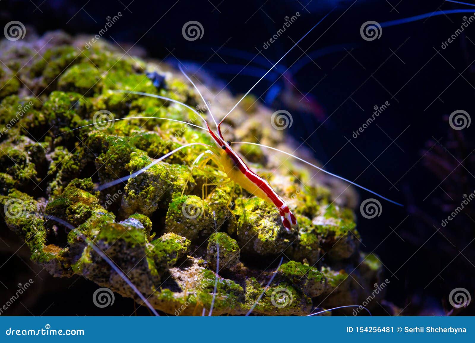Pacific Cleaner Shrimp Nature Ocean Life Ecology Stock Image - Image of ... Pacific Cleaner Shrimp Nature Ocean Life Ecology Stock Image - Image of ...