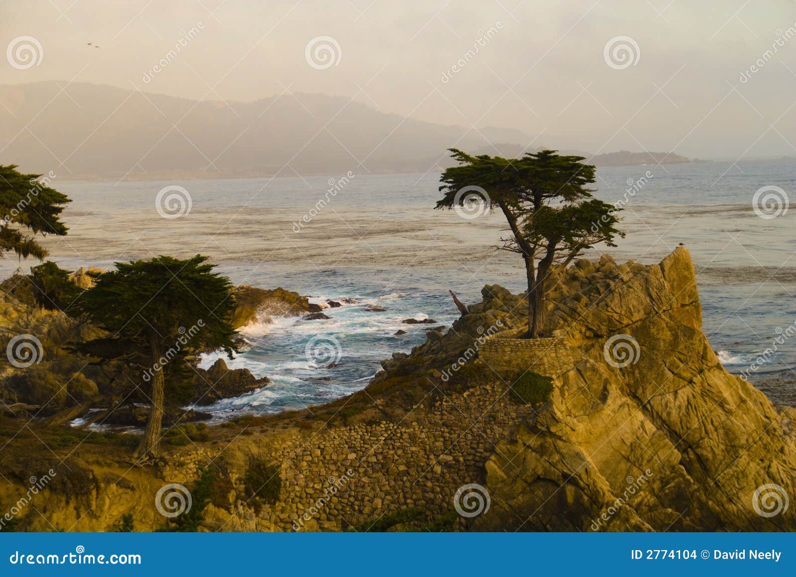Pacific Coast and Cyprus Tree Stock Photo - Image of cyprus, tree: 2774104
