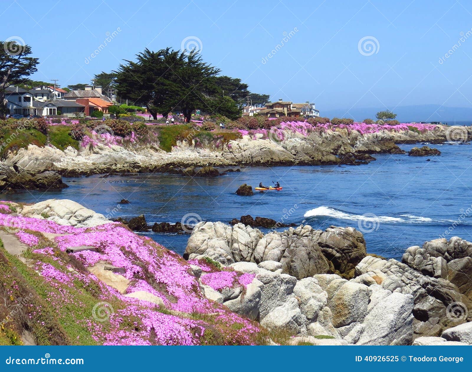 Pacific Coast Spring stock image. Image of bloom, bright - 40926525