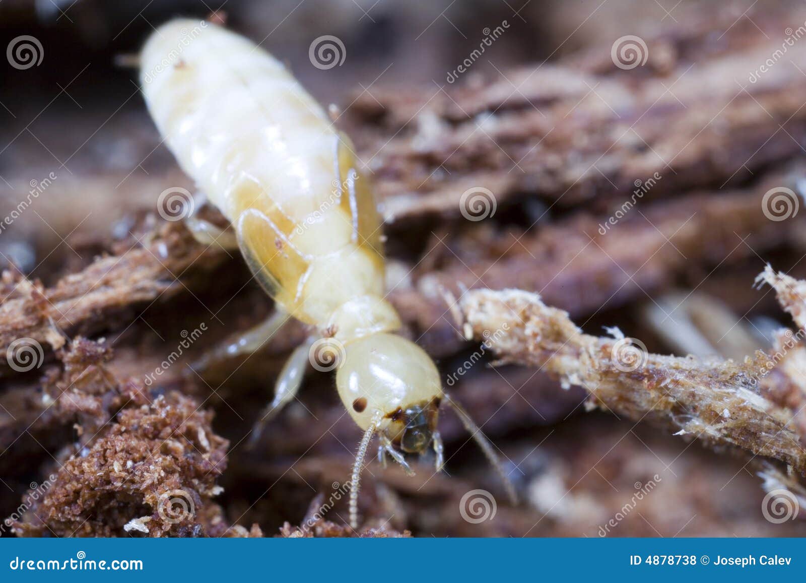 Pacific Coast Termite stock photo. Image of insect, detail - 4878738