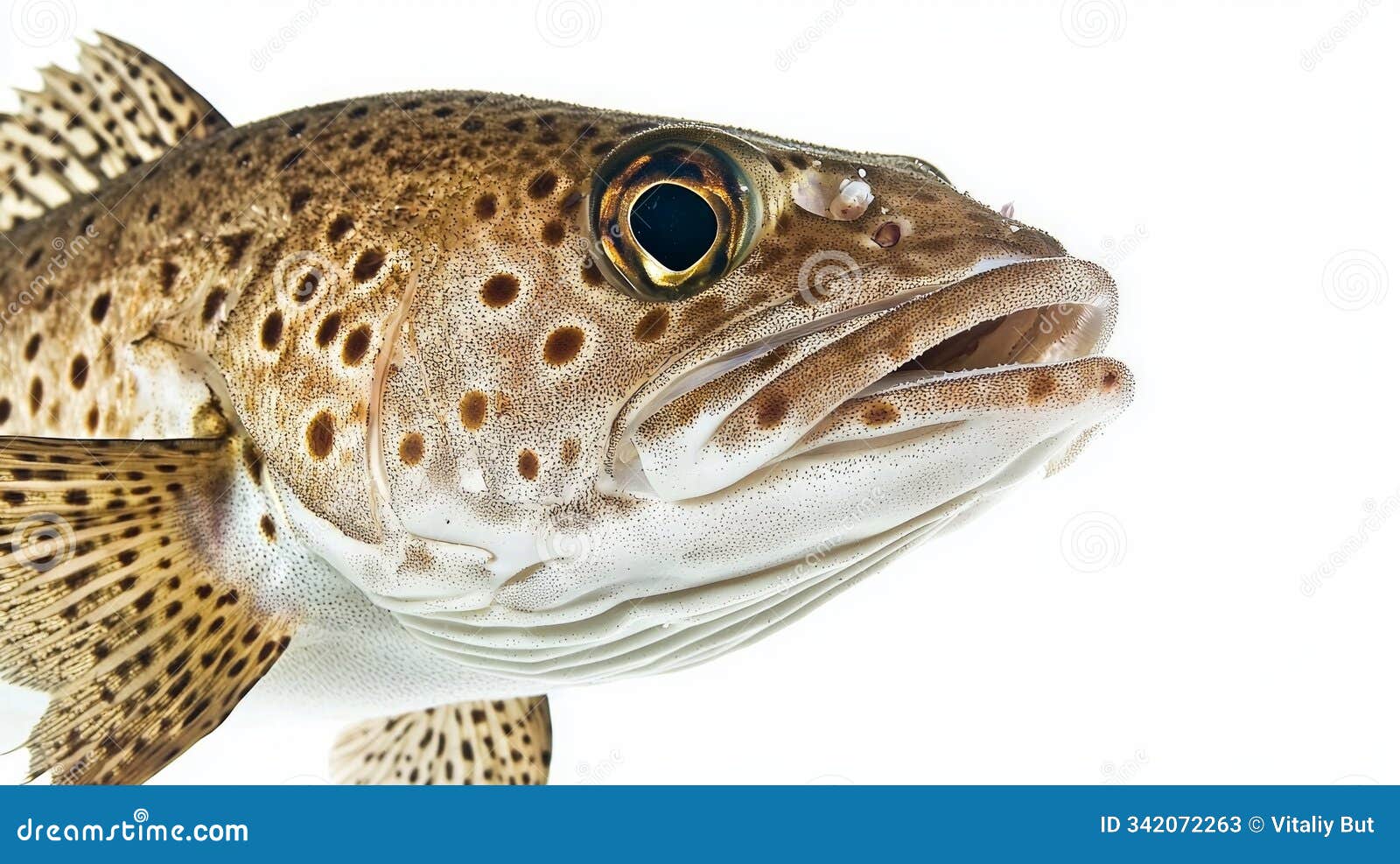 Pacific Cod Gadus Macrocephalus is Vividly Displayed Highlighting Its Unique Texture and ...