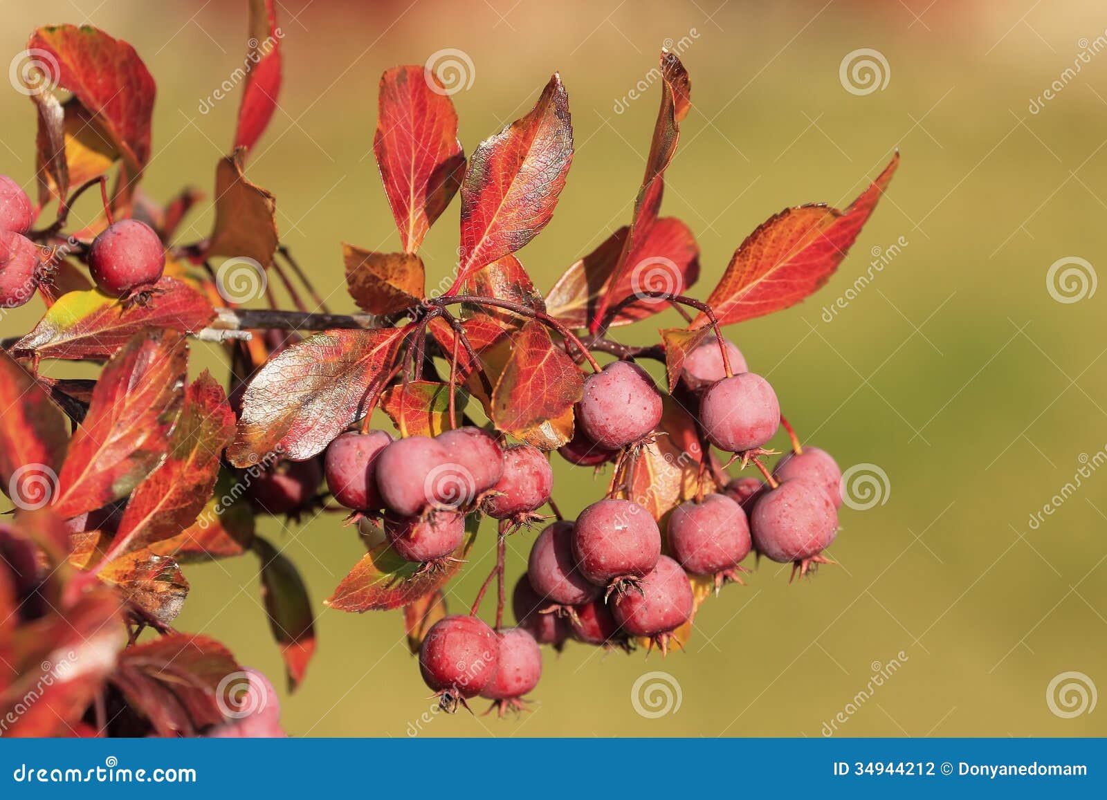 Pacific Crabapple Tree (Malus Fusca) Stock Photo - Image of fruit, fall ...