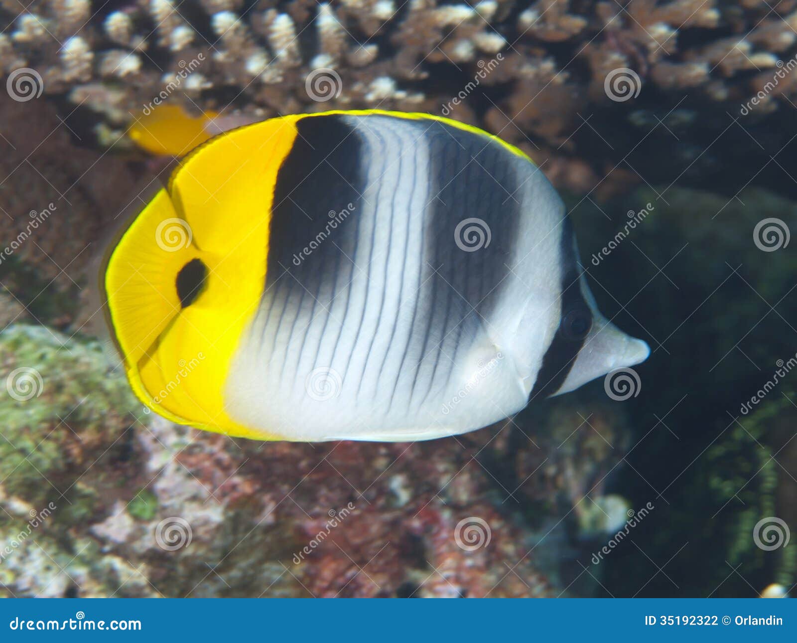 Pacific Double-saddle Butterflyfish Stock Photo - Image of ...
