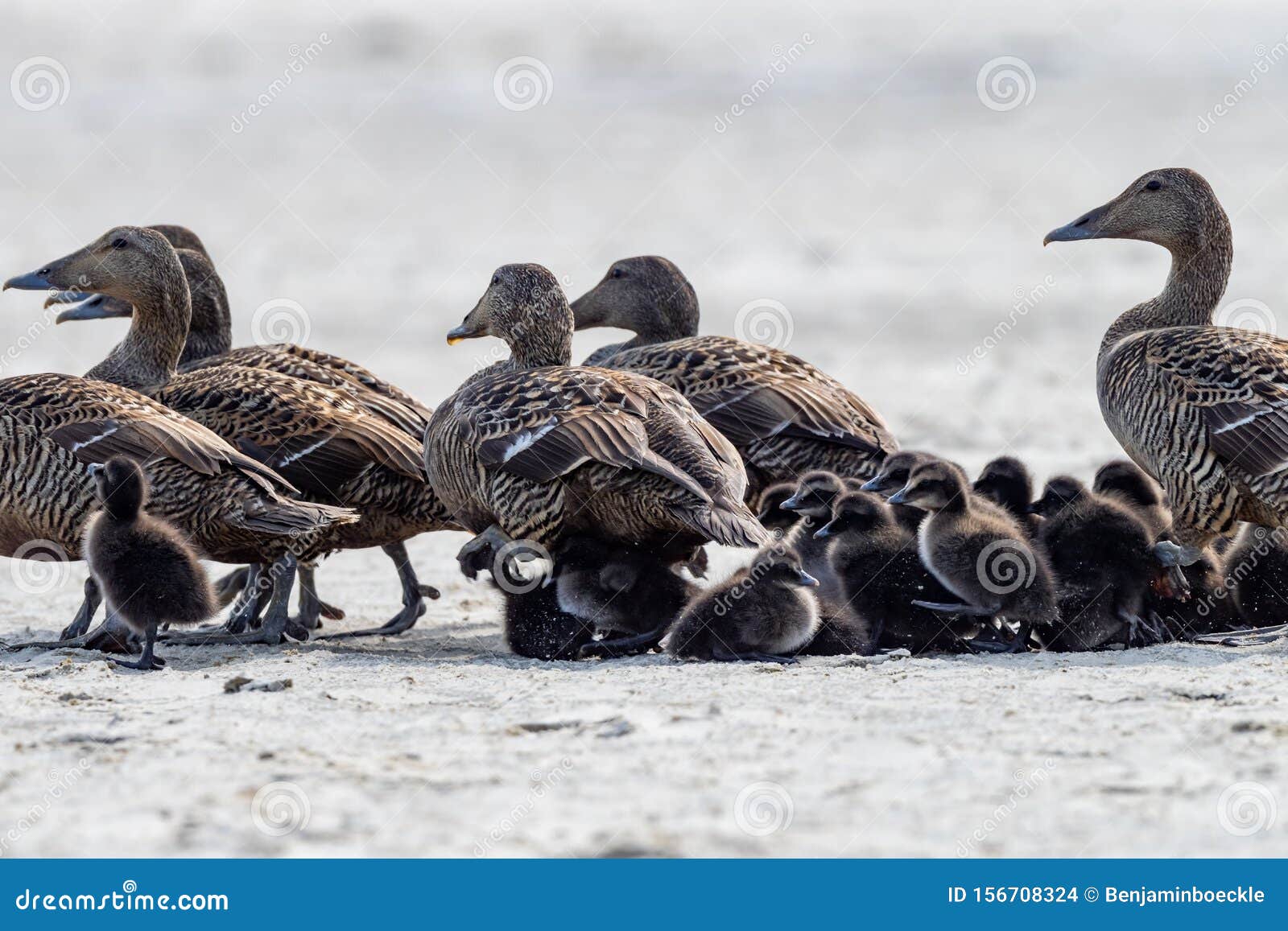 Pacific Eider on the Beach of AMrum (oomram) in Germany Stock Photo ...