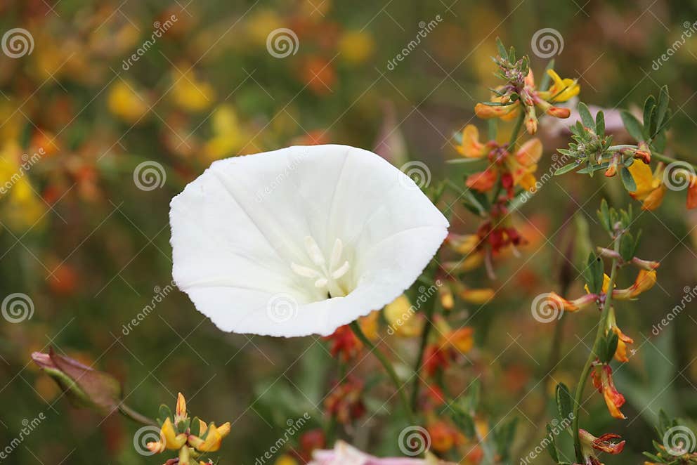 Pacific False Bindweed stock image. Image of nature - 262578121