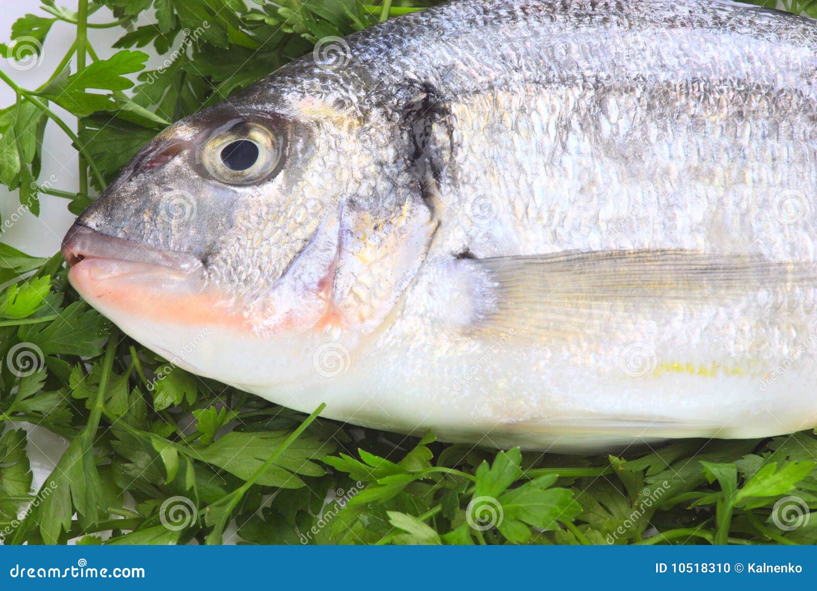 Pacific fresh fish stock photo. Image of fresh, caught - 10518310