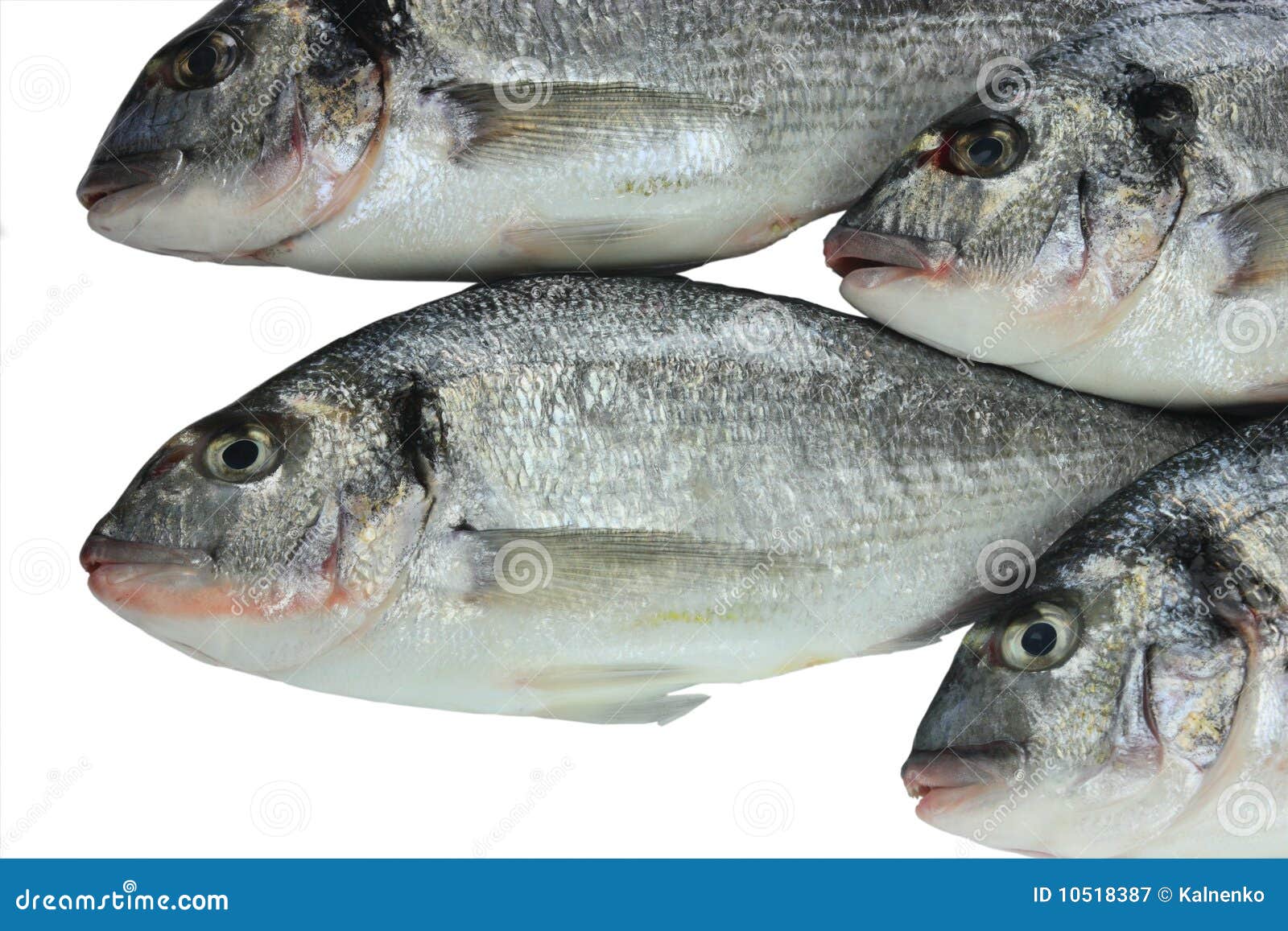 Pacific fresh fish stock image. Image of memory, freshly - 10518387