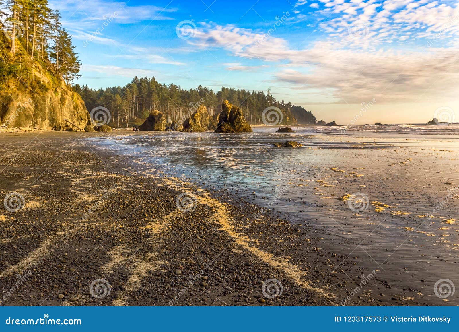 Ocean beach in golden hour stock image. Image of forest - 123317573