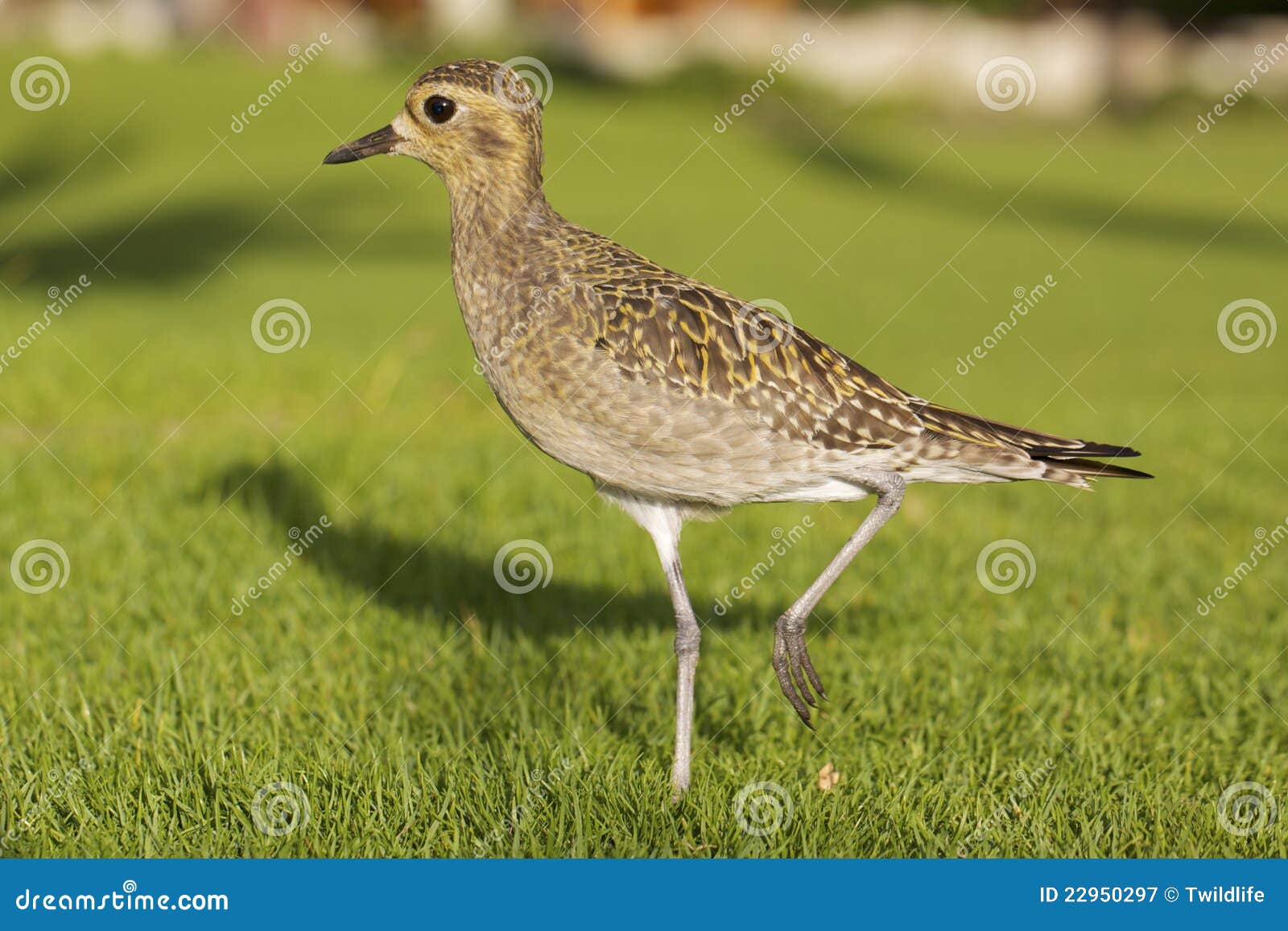 Pacific Golden Plover stock image. Image of golden, animal - 22950297