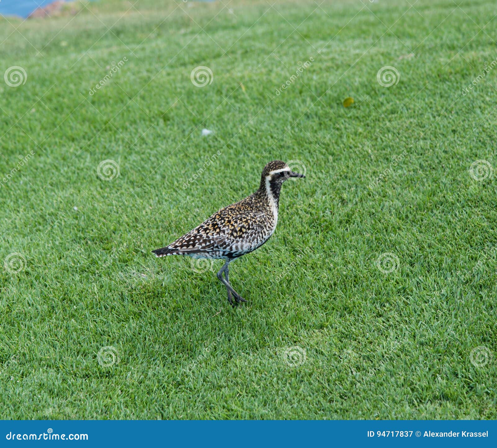 Pacific Golden Plover on Maui Stock Image - Image of beak, spotted ...