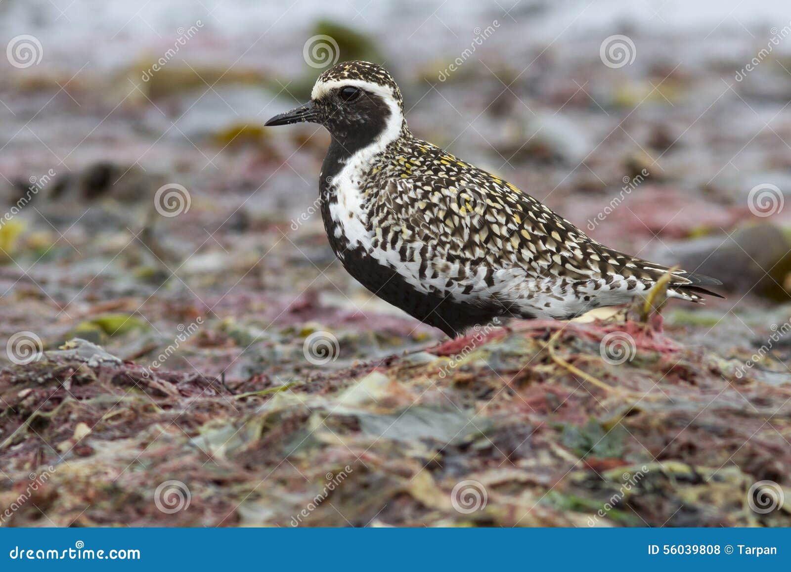 Pacific Golden Plover Which Stands among the Seaweed Stock Photo ...